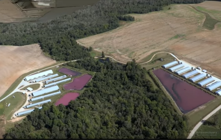 A Pig Issue - Video on Hog Waste - NC WARN